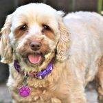 Cockapoo Rescue UK (Puppies For Adoption, Find A Centre)