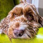 Do Cockapoos Make Good Guard Dogs? - Cockapoo HQ