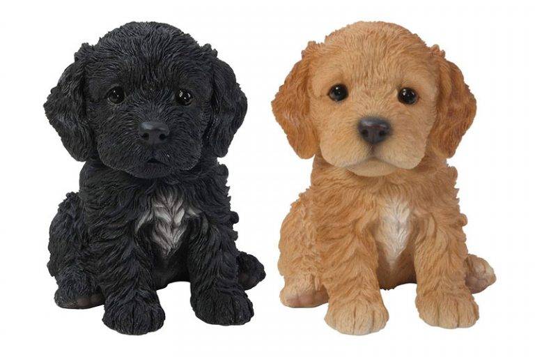 100 + Cockapoo Male and Female Names - CockapooHQ