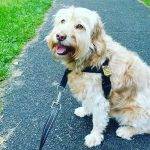 Best Cockapoo Harness (Top 9 Choices) | Cockapoo HQ