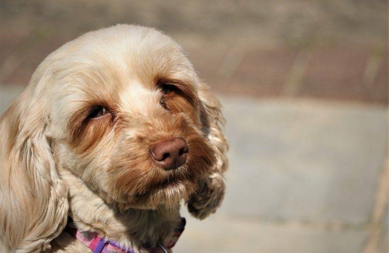 Cockapoo: Temperament, Lifespan, Grooming | Cockapooo HQ