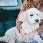 Cockapoo Rescue UK - Adopt A Cockapoo