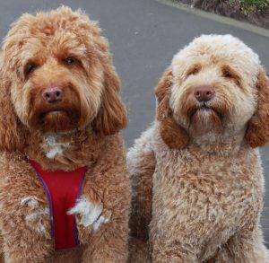 Will My Red Cockapoo Fade? - Cockapoo HQ