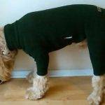 Cockapoo Pros and Cons - Cockapoo HQ