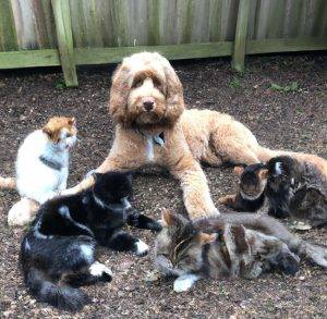 Are Cockapoos Good With Cats? (Our Personal Experience)