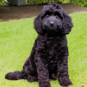 Black Cockapoos (Images, Cost, All You Need To Know) | Cockapoo HQ