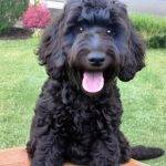 Cockapoo Colours (Pictures, Brown, Chocolate, Red, Black)