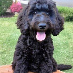 Cockapoo Colours (Pictures, Brown, Chocolate, Red, Black)