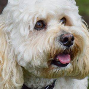 Cockapoo Colours (Pictures, Brown, Chocolate, Red, Black)